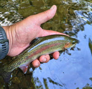 WestPrRainbow6.26.600 | R and R Fly Fishing